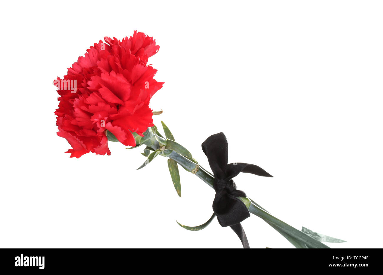 Two carnations on white background hi-res stock photography and images ...