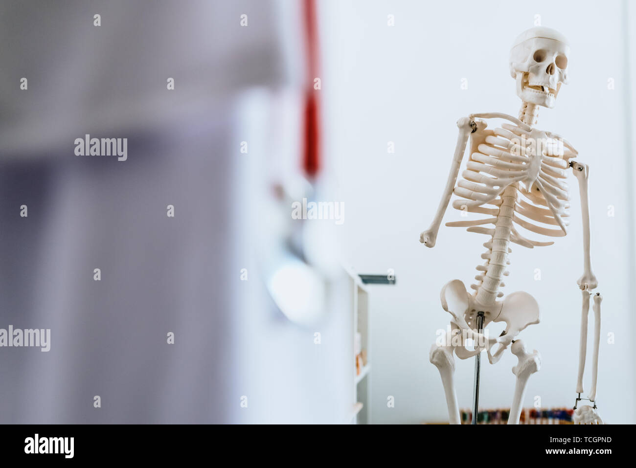 Anatomical skeleton in the clinic of a family doctor Stock Photo - Alamy