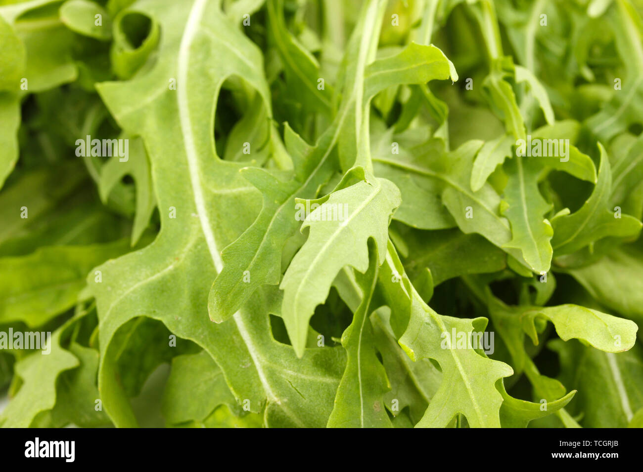 Fresh rucola salad or rocket lettuce leaves isolated on white Stock ...