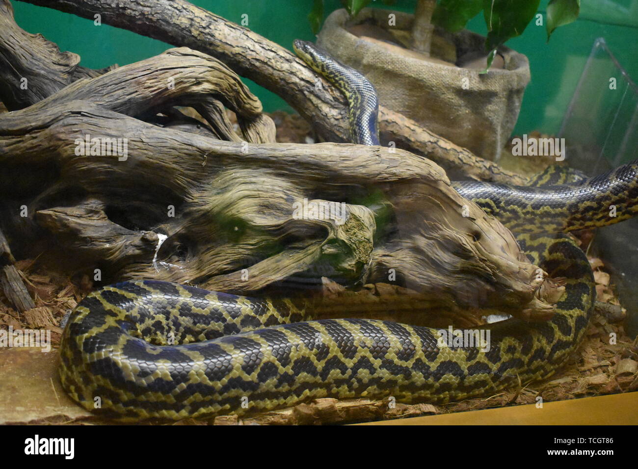 White And Yellow Anaconda Snake High Resolution Stock Photography and ...