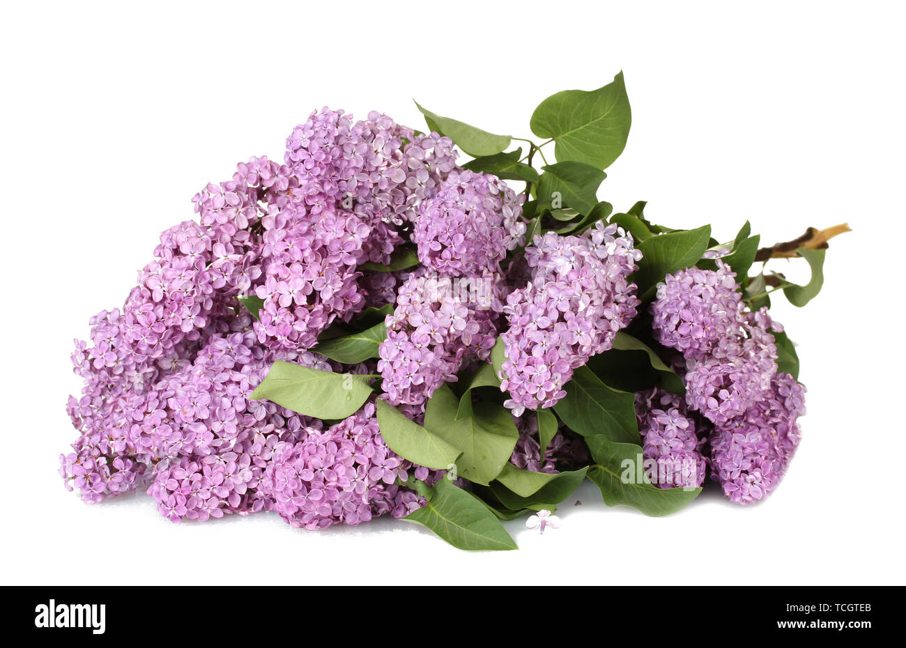beautiful lilac flowers isolated on white Stock Photo - Alamy