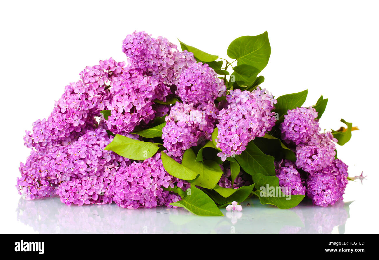 beautiful lilac flowers isolated on white Stock Photo - Alamy