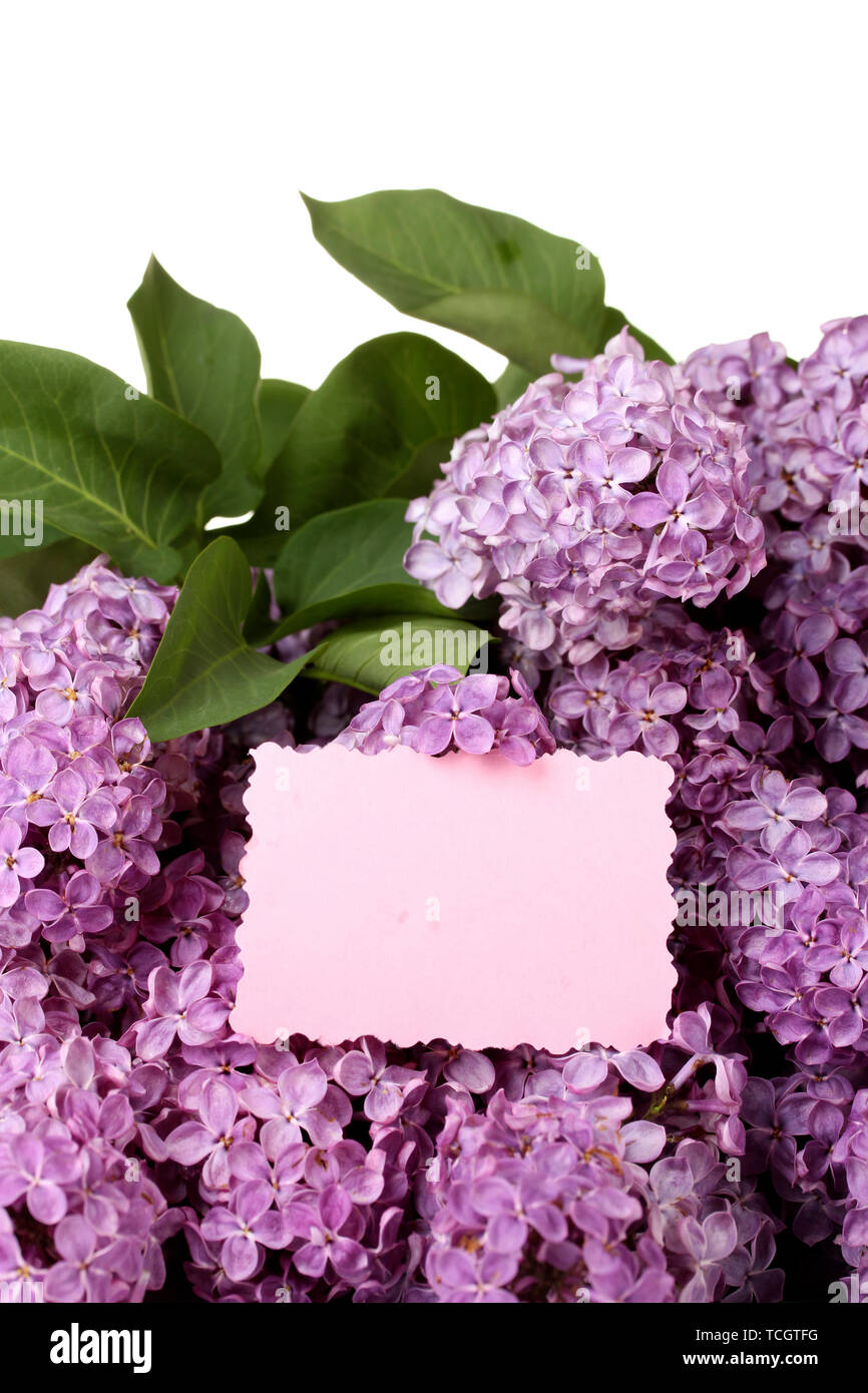 beautiful lilac flowers isolated on white Stock Photo - Alamy
