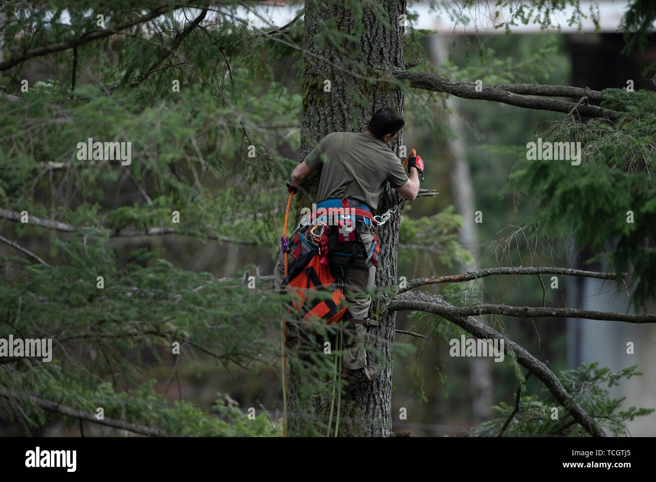 An arborist, lumberjack, climbing a very tall Douglas Fir tree Stock ...
