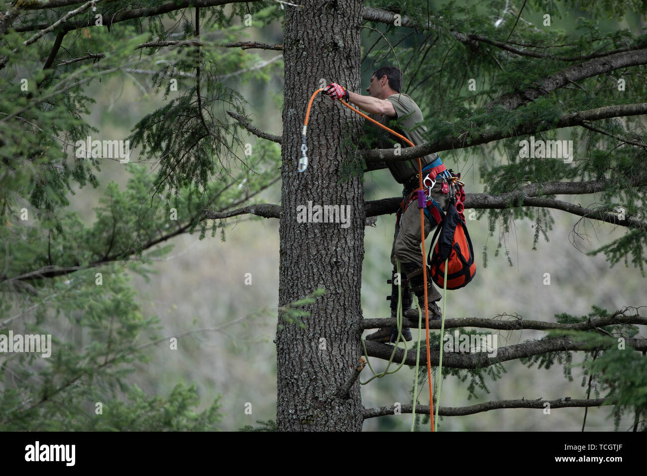 An arborist, lumberjack, climbing a very tall Douglas Fir tree Stock ...