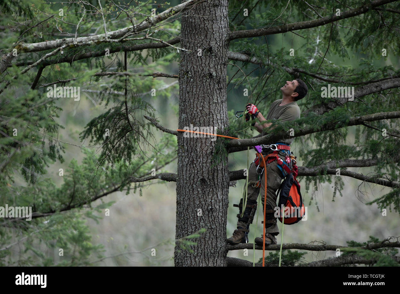 An arborist, lumberjack, climbing a very tall Douglas Fir tree Stock ...