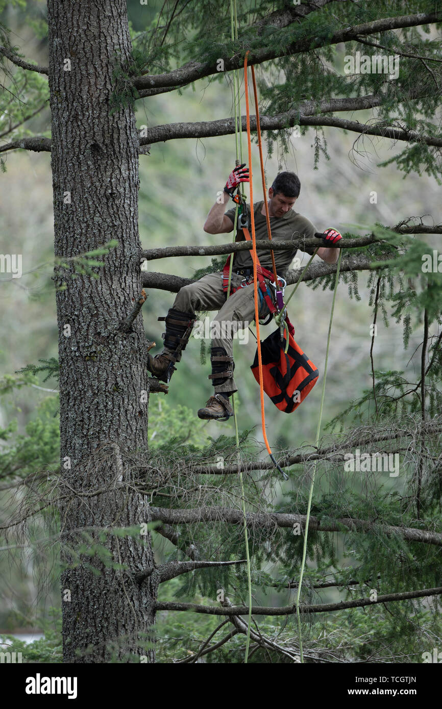 Climbing tall tree hi-res stock photography and images - Alamy
