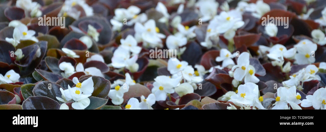 White Begonia cucullata also known as wax begonia and clubed begonia ...