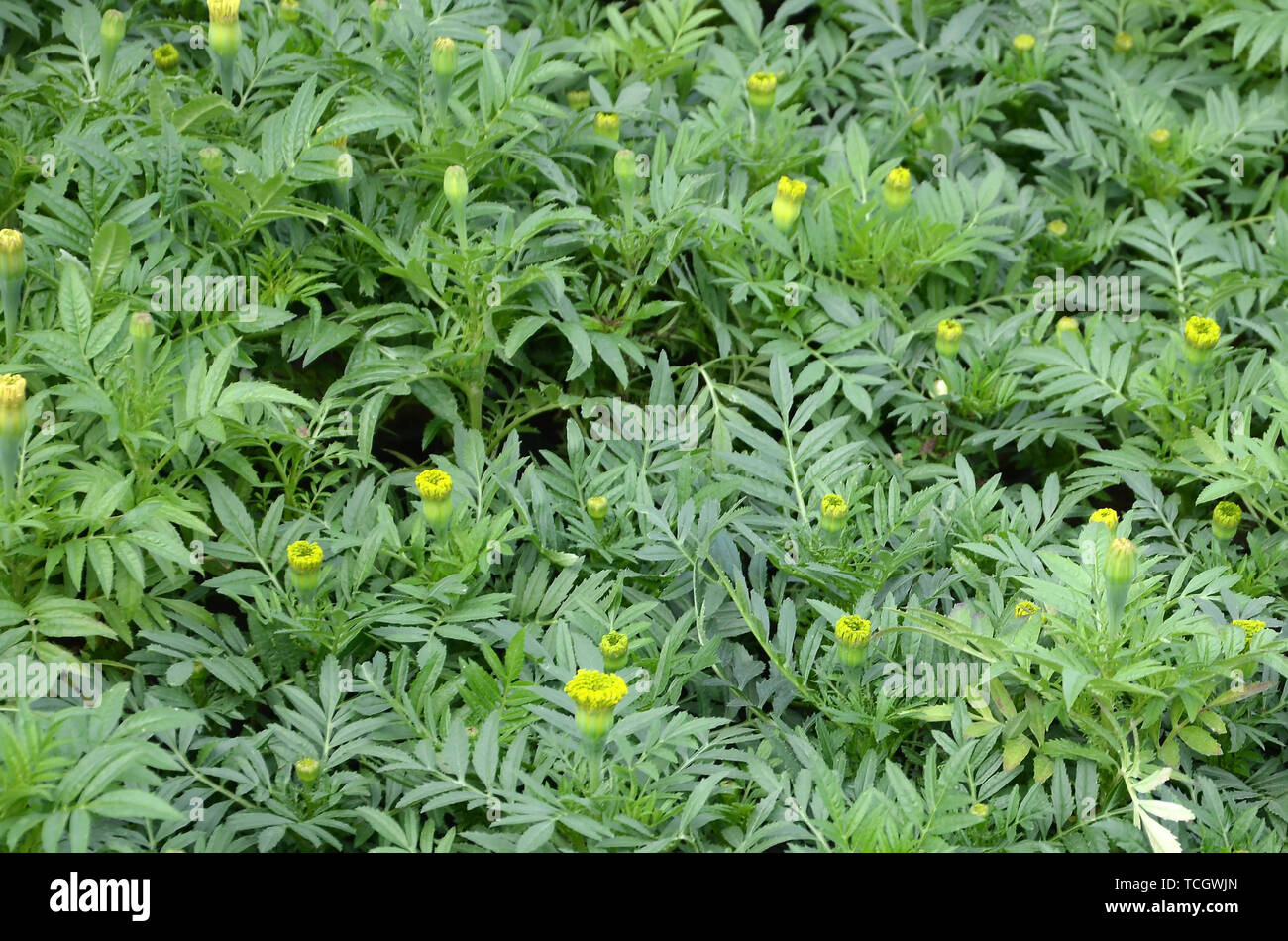 Unblossomed flower hi-res stock photography and images - Alamy