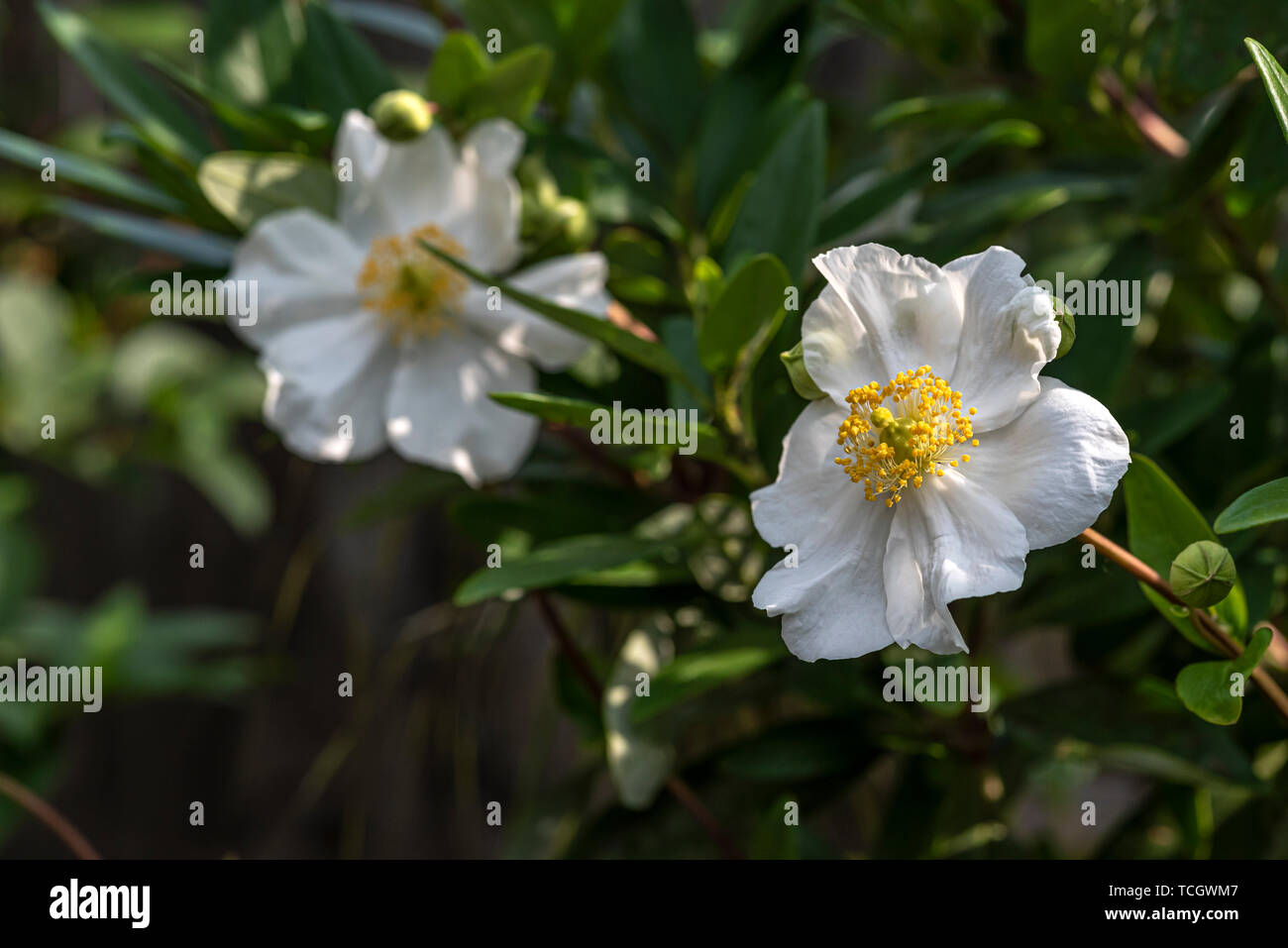 Carpenteria californica, tree anemone, white flowers Stock Photo - Alamy