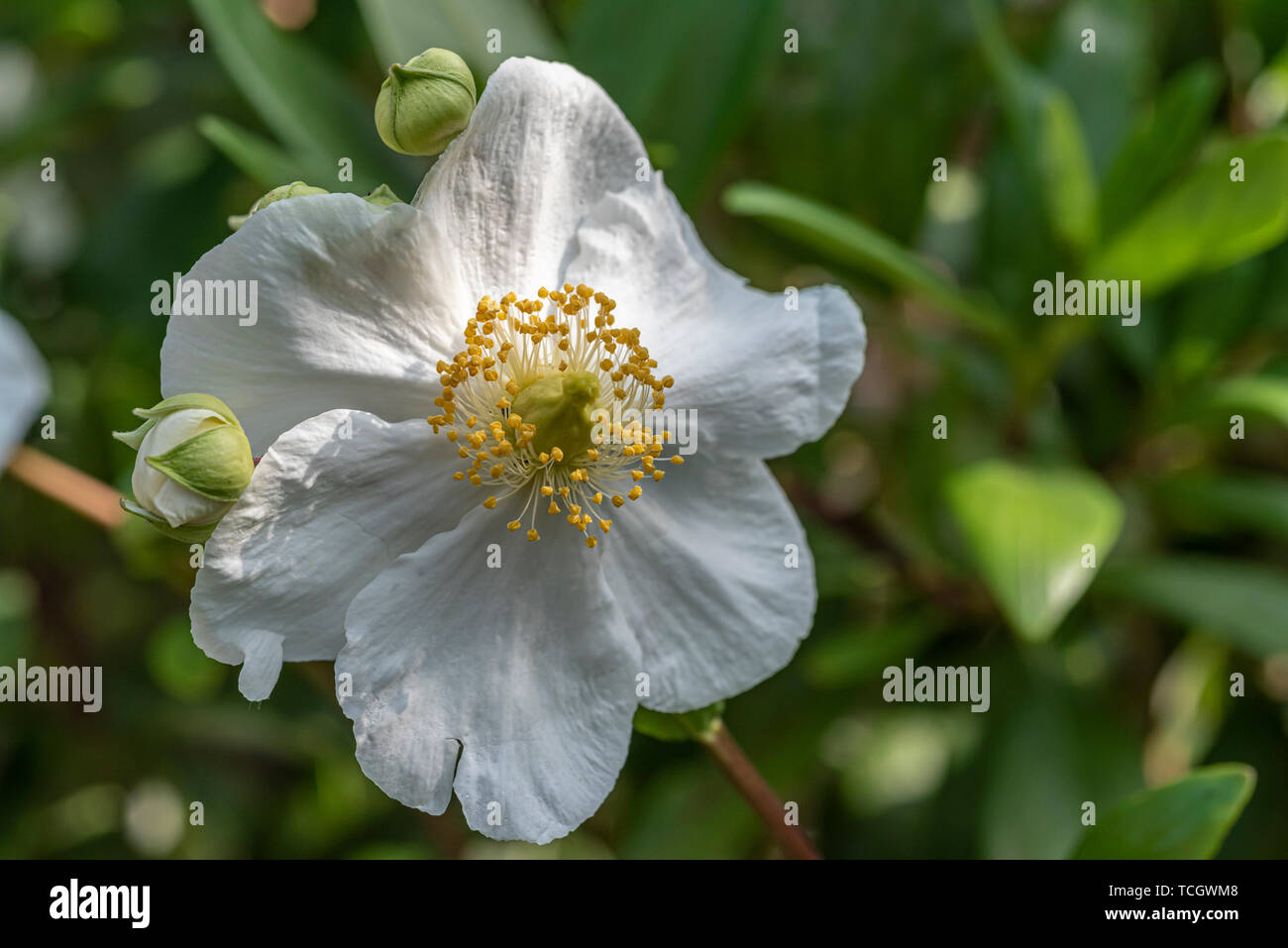 Tree anemone hi-res stock photography and images - Alamy