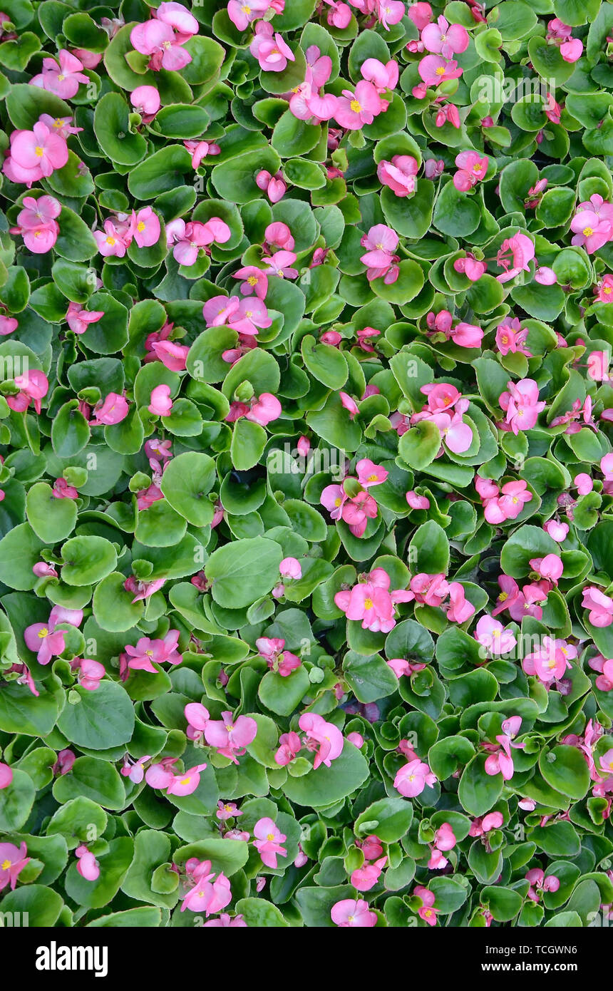Cover photo of pink begonia flowers. Floral pattern. Flower background ...