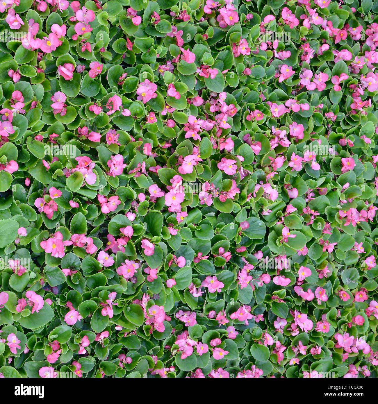 Cover photo of pink begonia flowers. Floral pattern. Flower background ...