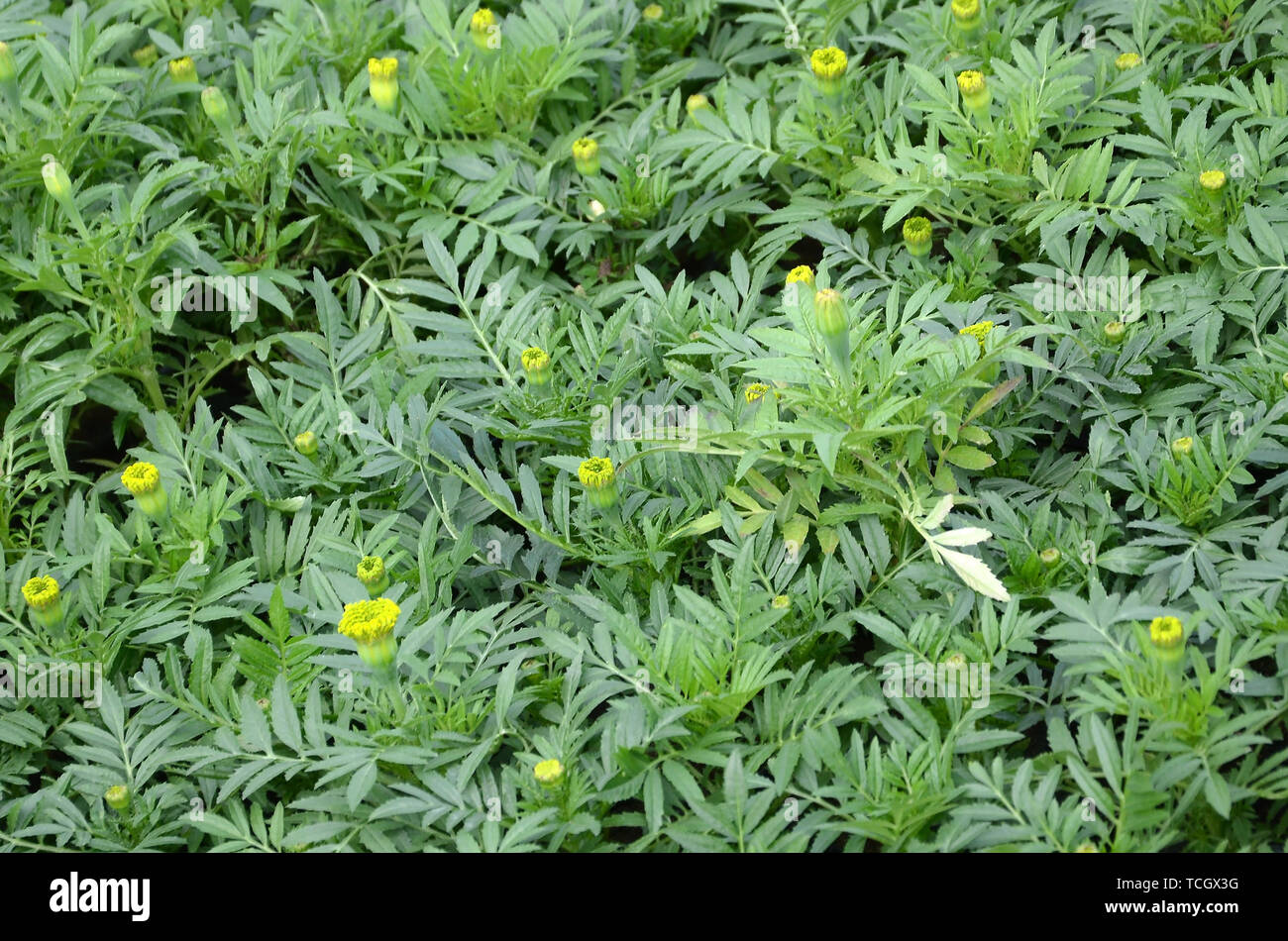 Unblossomed flower hi-res stock photography and images - Alamy
