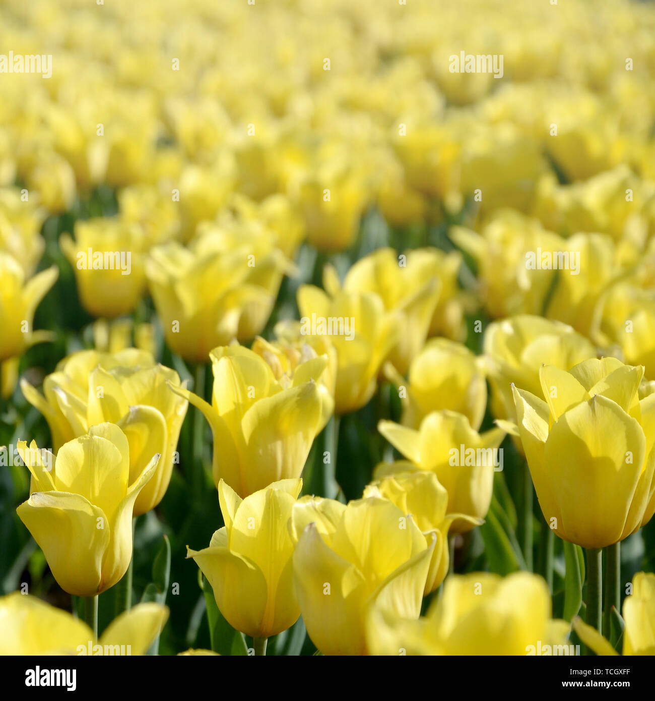 Bright colorful yellow tulip with green stems blossoms in spring time ...