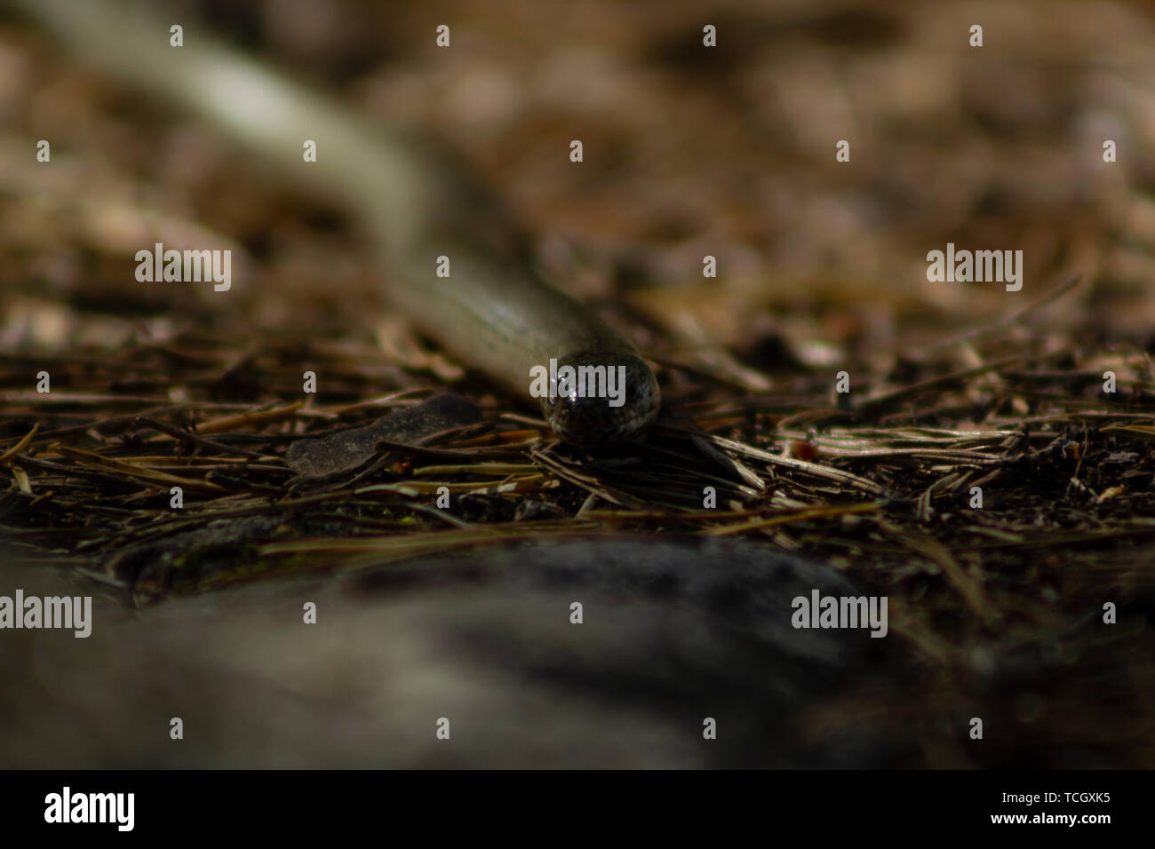 Deaf adder hi-res stock photography and images - Alamy