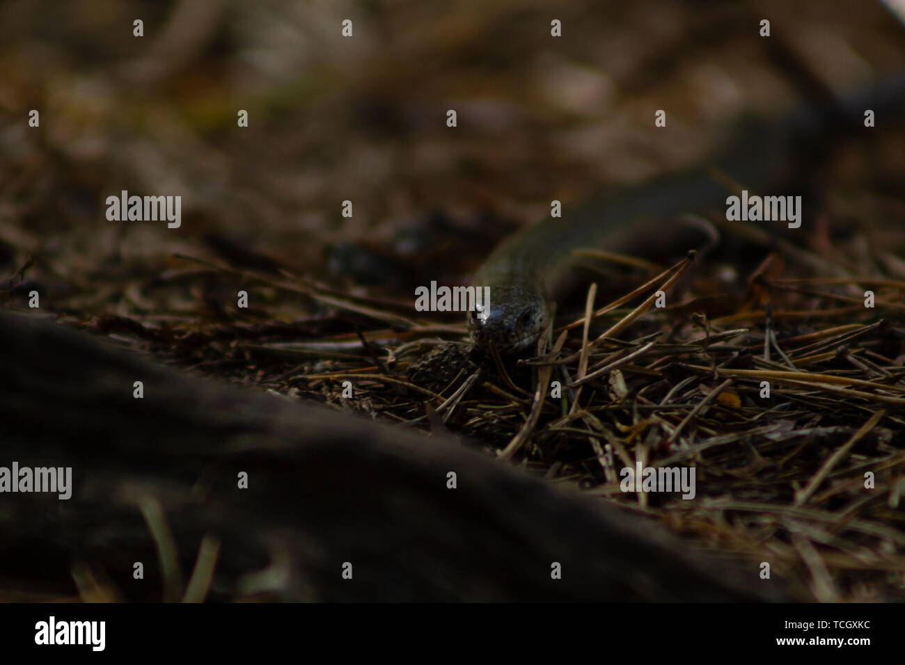 Slow moving snake hi-res stock photography and images - Alamy