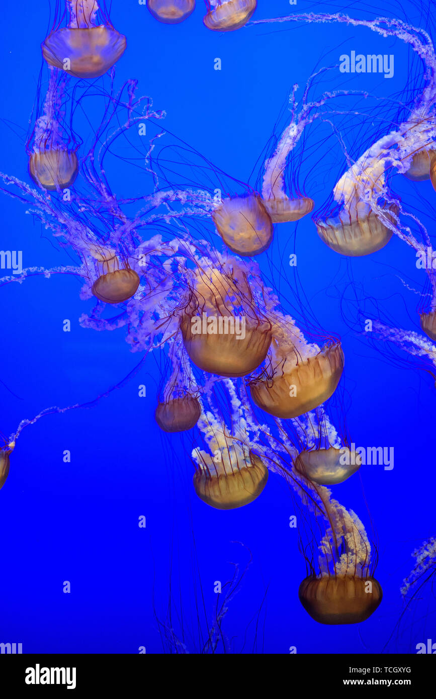 jelly fish swarm Stock Photo - Alamy