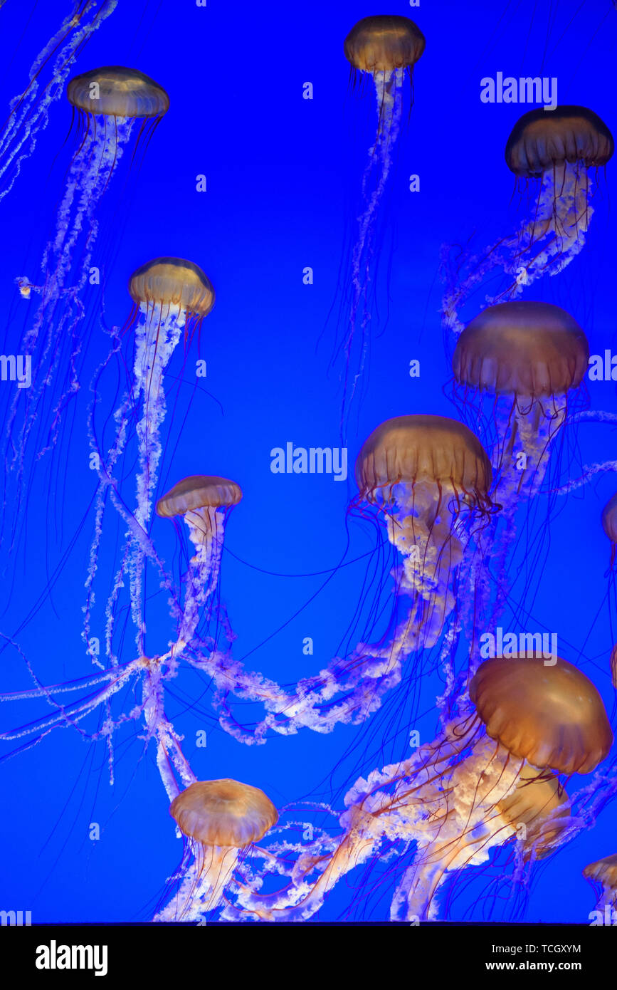 jelly fish swarm Stock Photo - Alamy