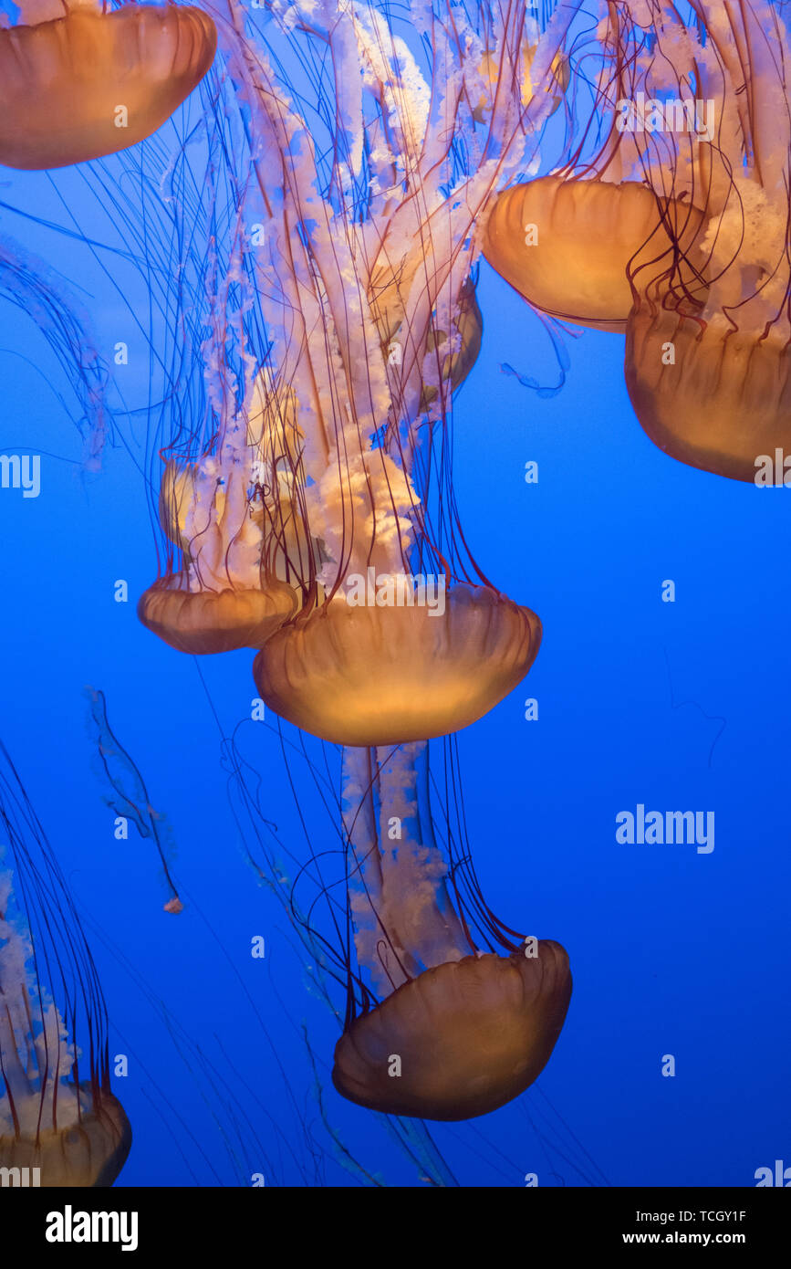 jelly fish swarm Stock Photo - Alamy