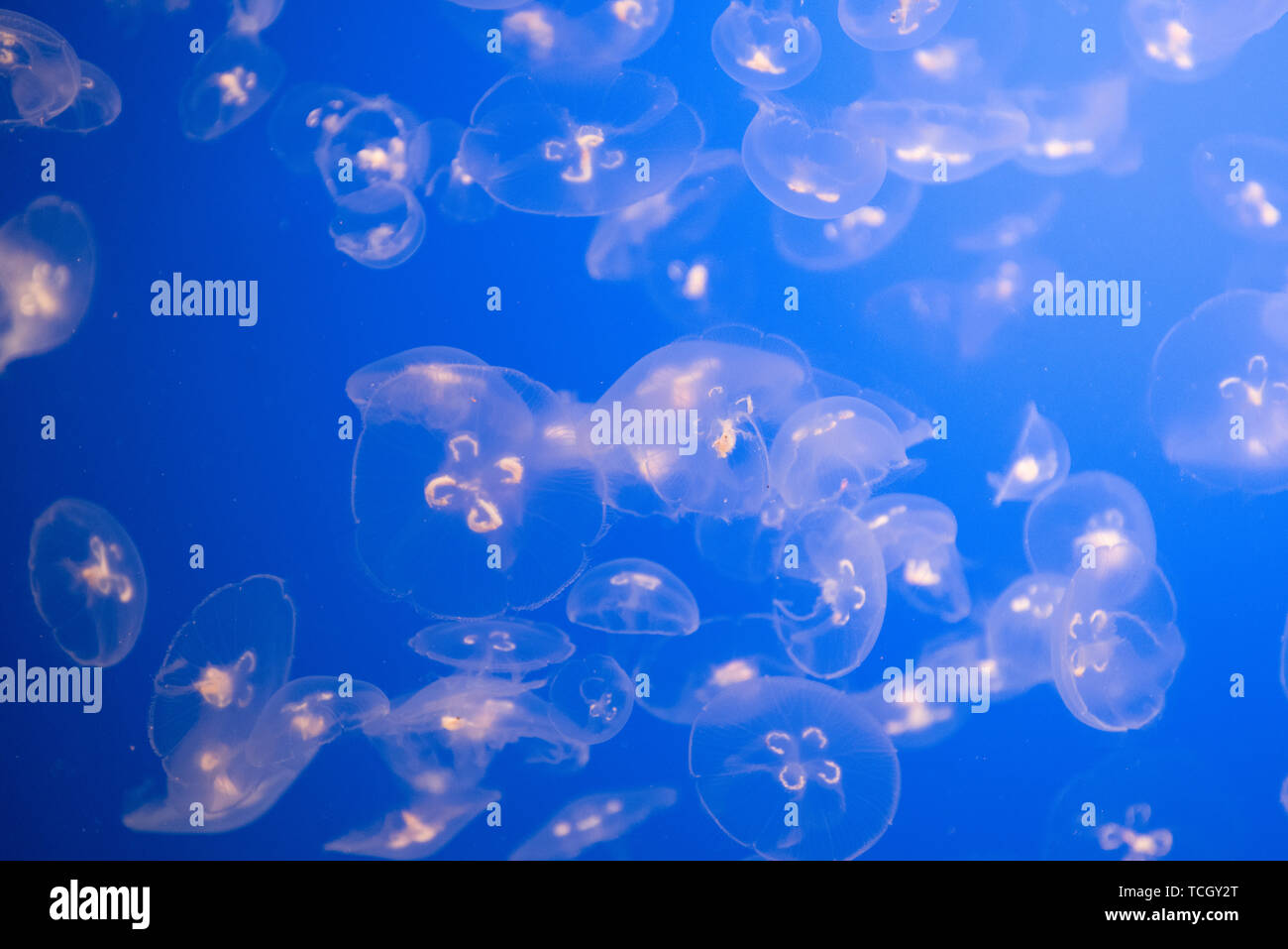 moon jellyfish swarm Stock Photo - Alamy moon jellyfish swarm Stock Photo - Alamy