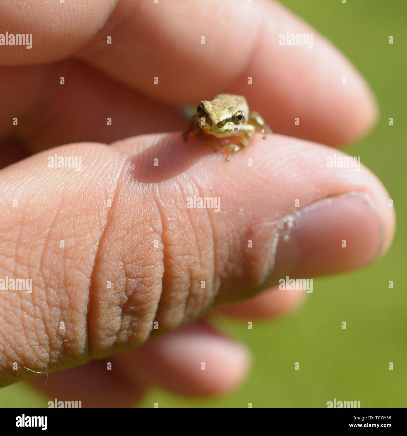 A super tiny brown tree frog sits on the thumb of a human hand Stock ...