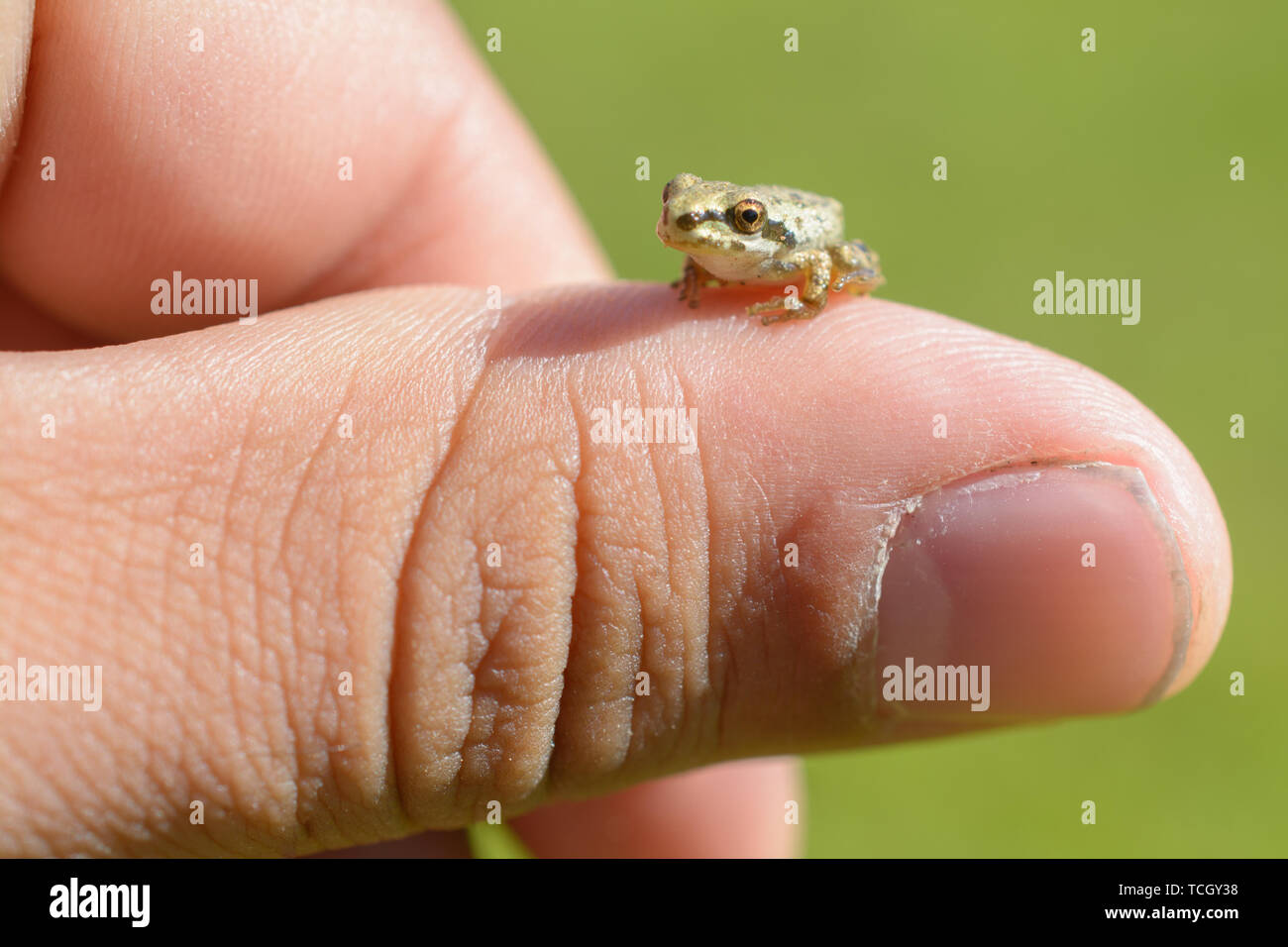 A super tiny brown tree frog sits on the thumb of a human hand Stock ...
