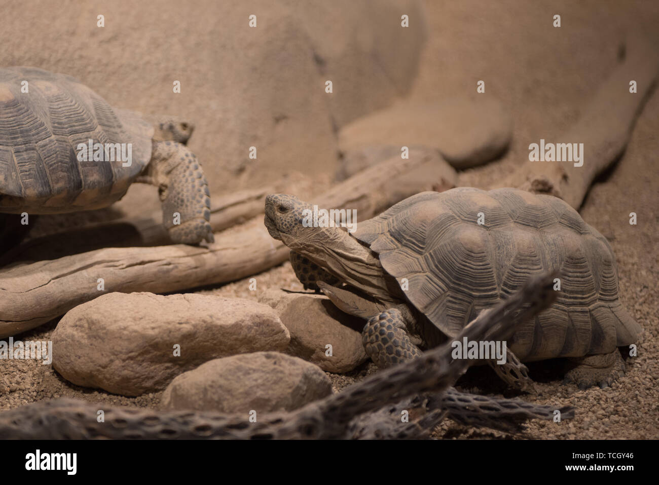 Giant desert tortoise Stock Photo - Alamy