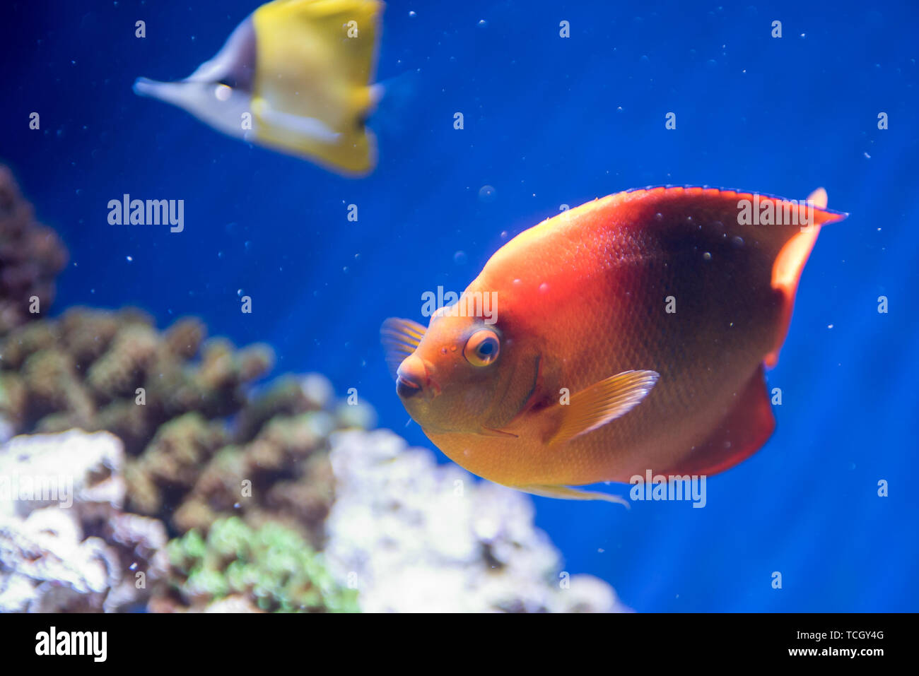Tropical Reef Fish Stock Photo - Alamy