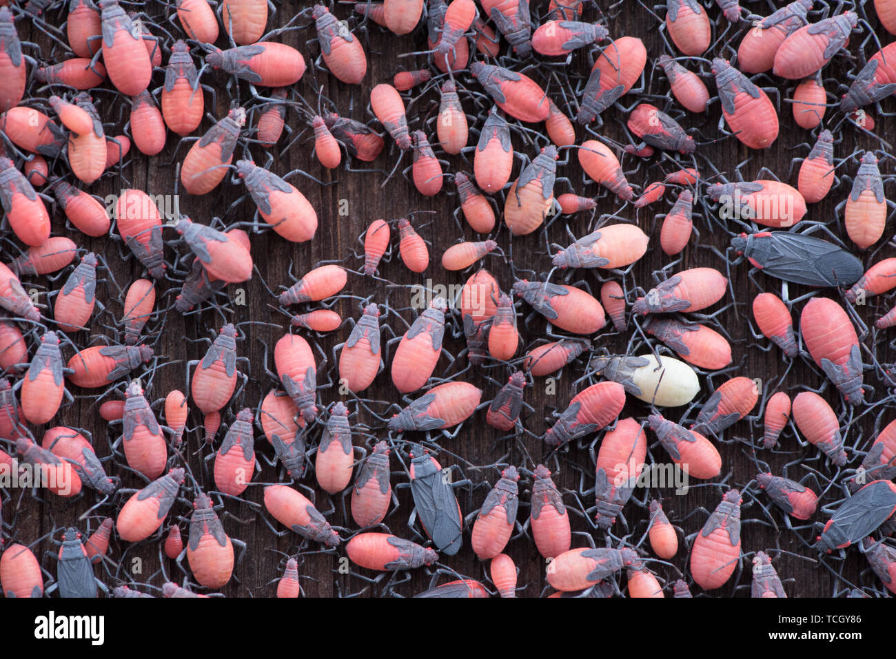 Box Elder Bugs swarm Stock Photo - Alamy
