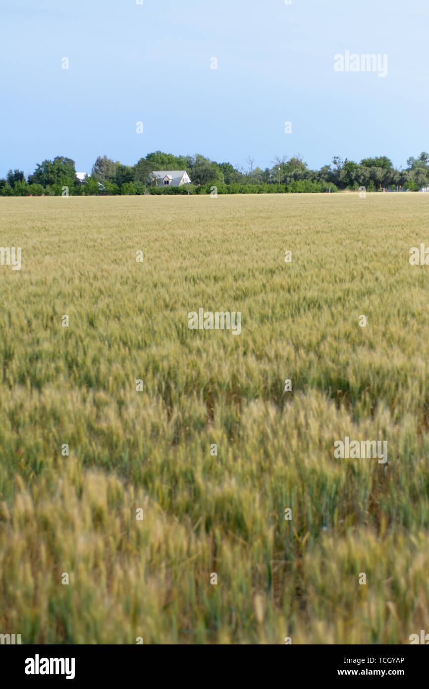 Cultivated wheat growing under sunshine in farmland on background with ...