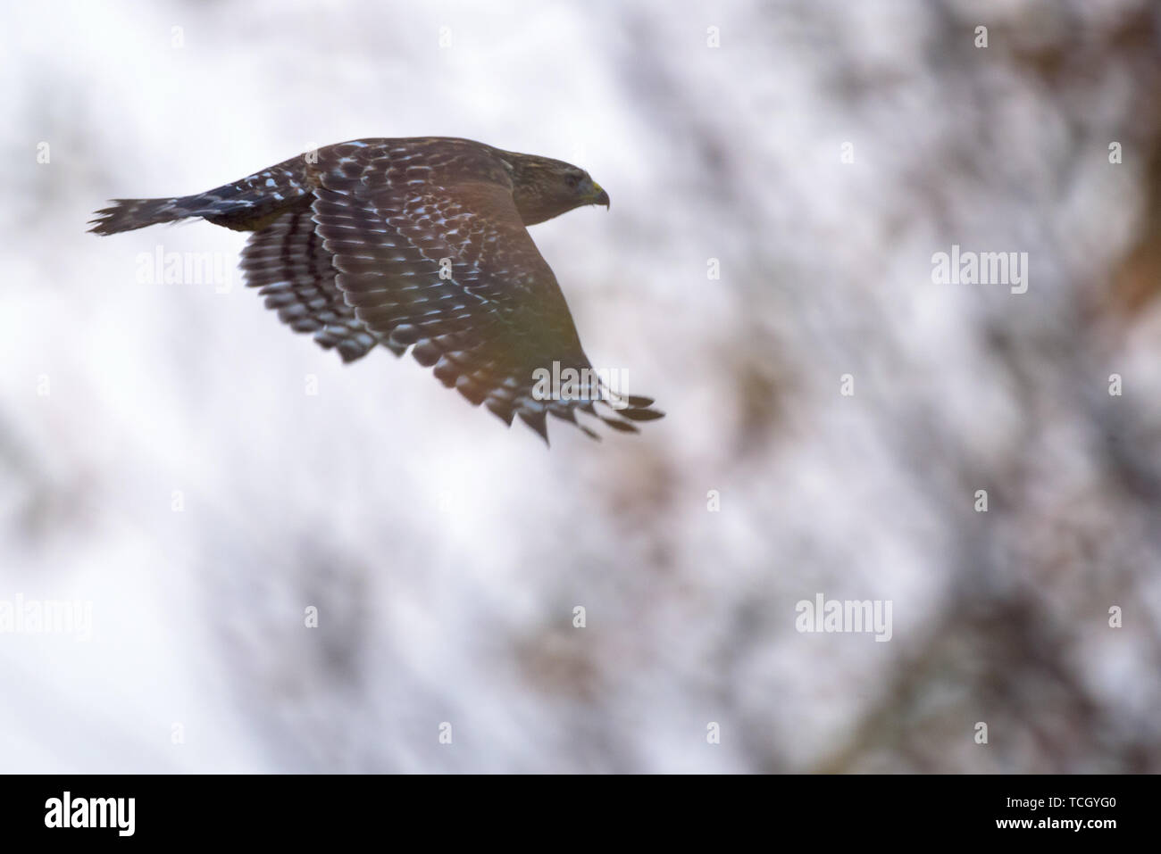 Side view of big hawk flying on blurred background Stock Photo - Alamy
