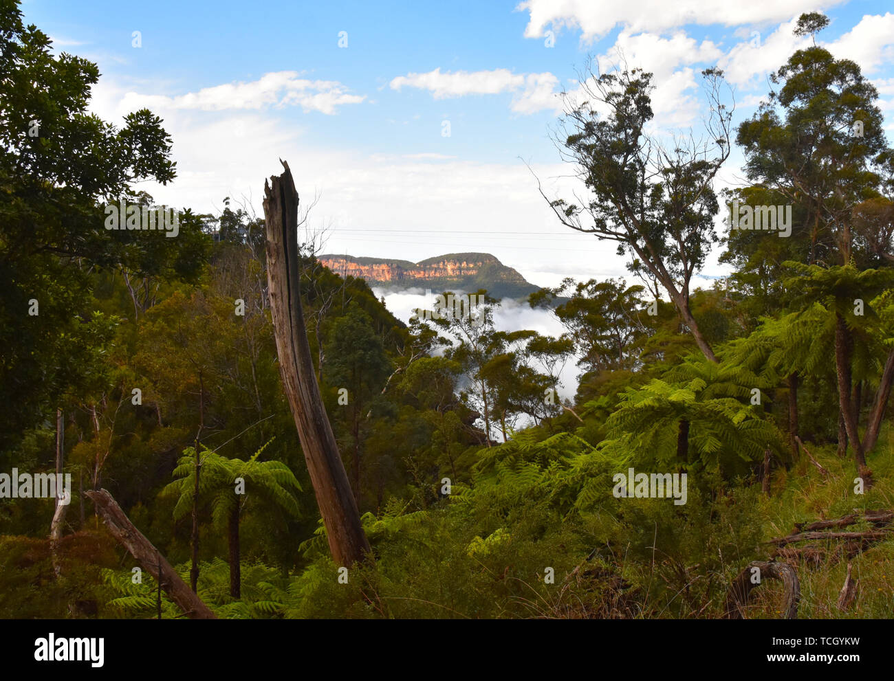 Scenic views of Narrowneck plateau which divides the Jamison and ...
