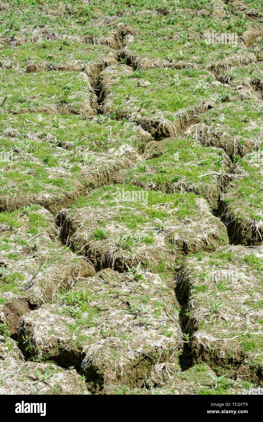 New life green grass sprouts grow on the newly exposed dry lakebed ...