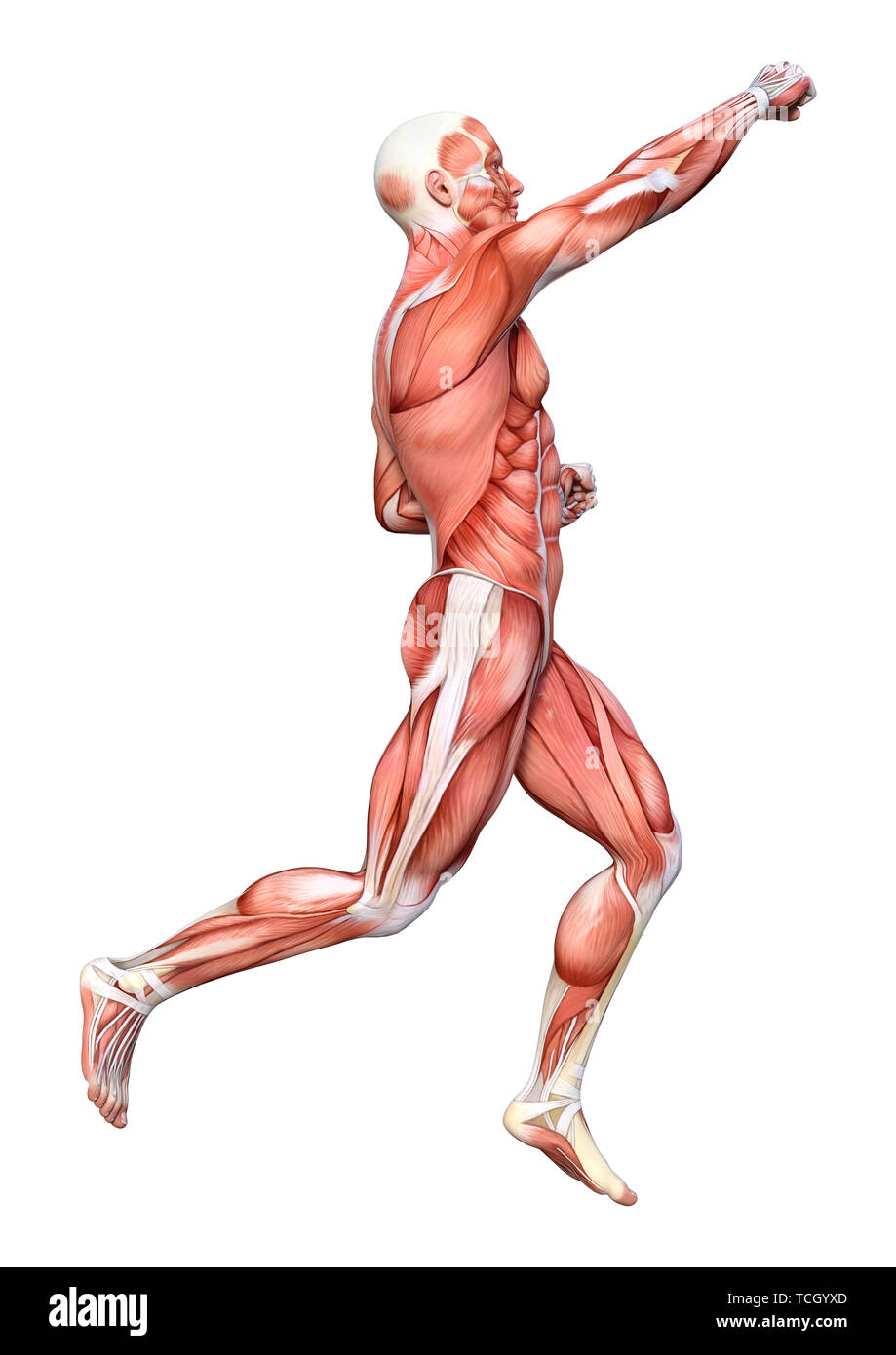 3D rendering of a male figure with muscle maps isolated on white ...