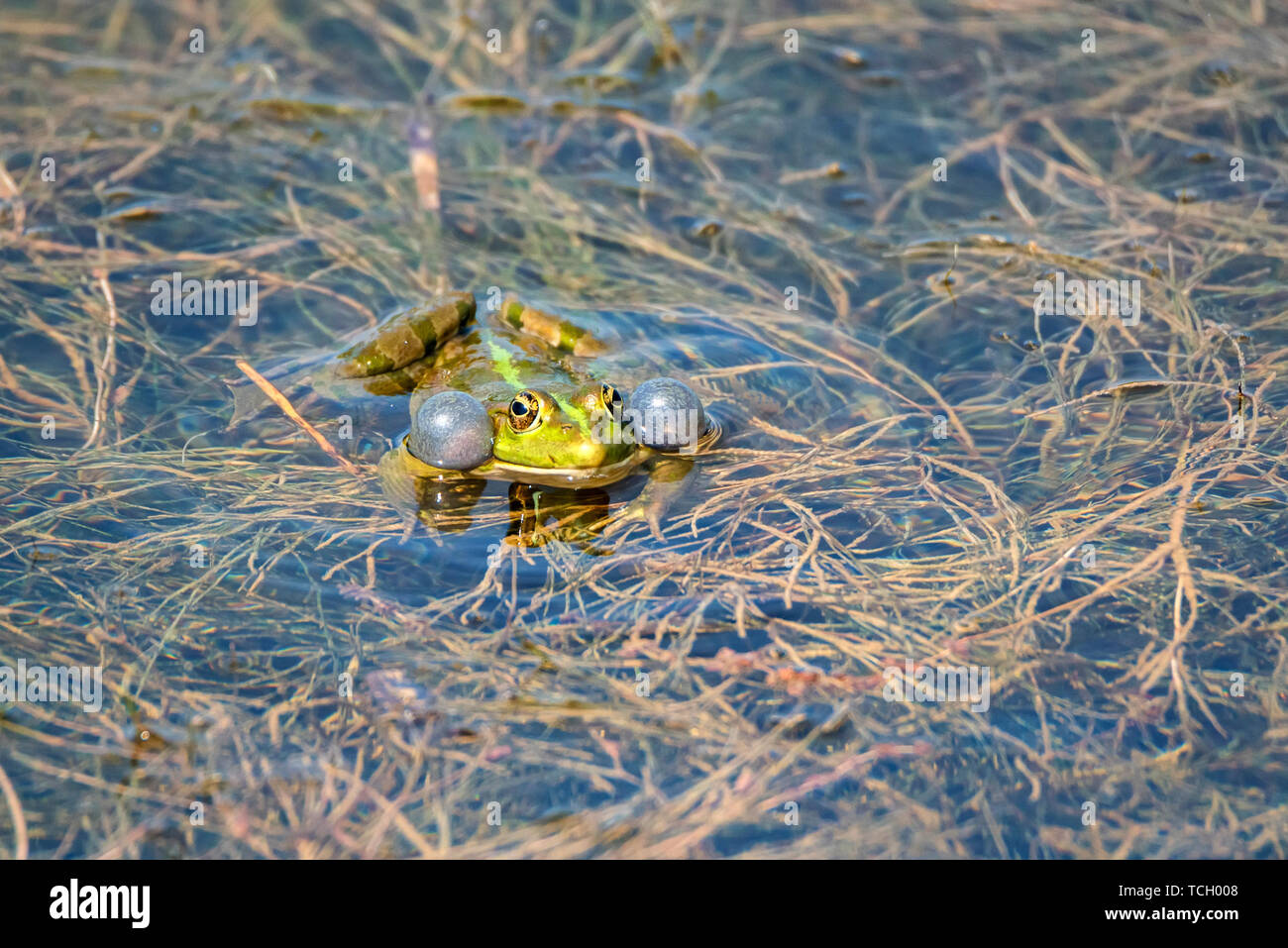 Marsh frog underwater hi-res stock photography and images - Alamy