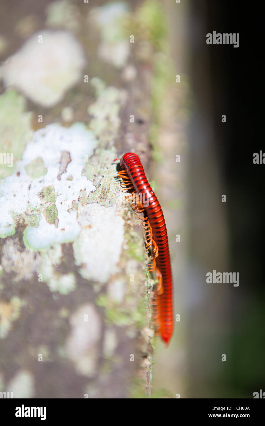 Red millipede hi-res stock photography and images - Alamy