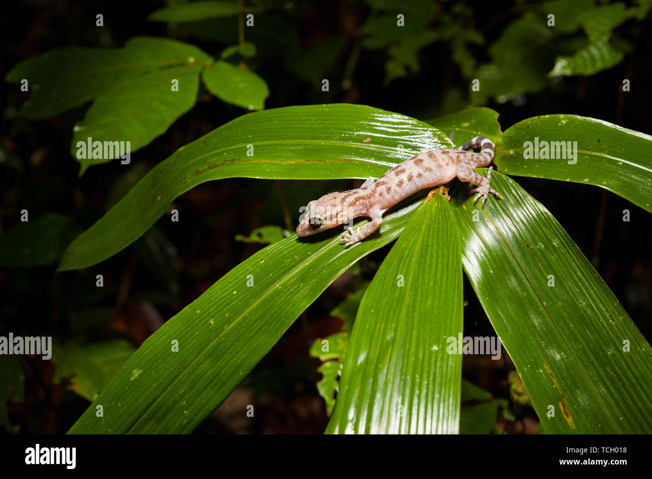 Gecko on a leaf at night in rainforest Stock Photo - Alamy