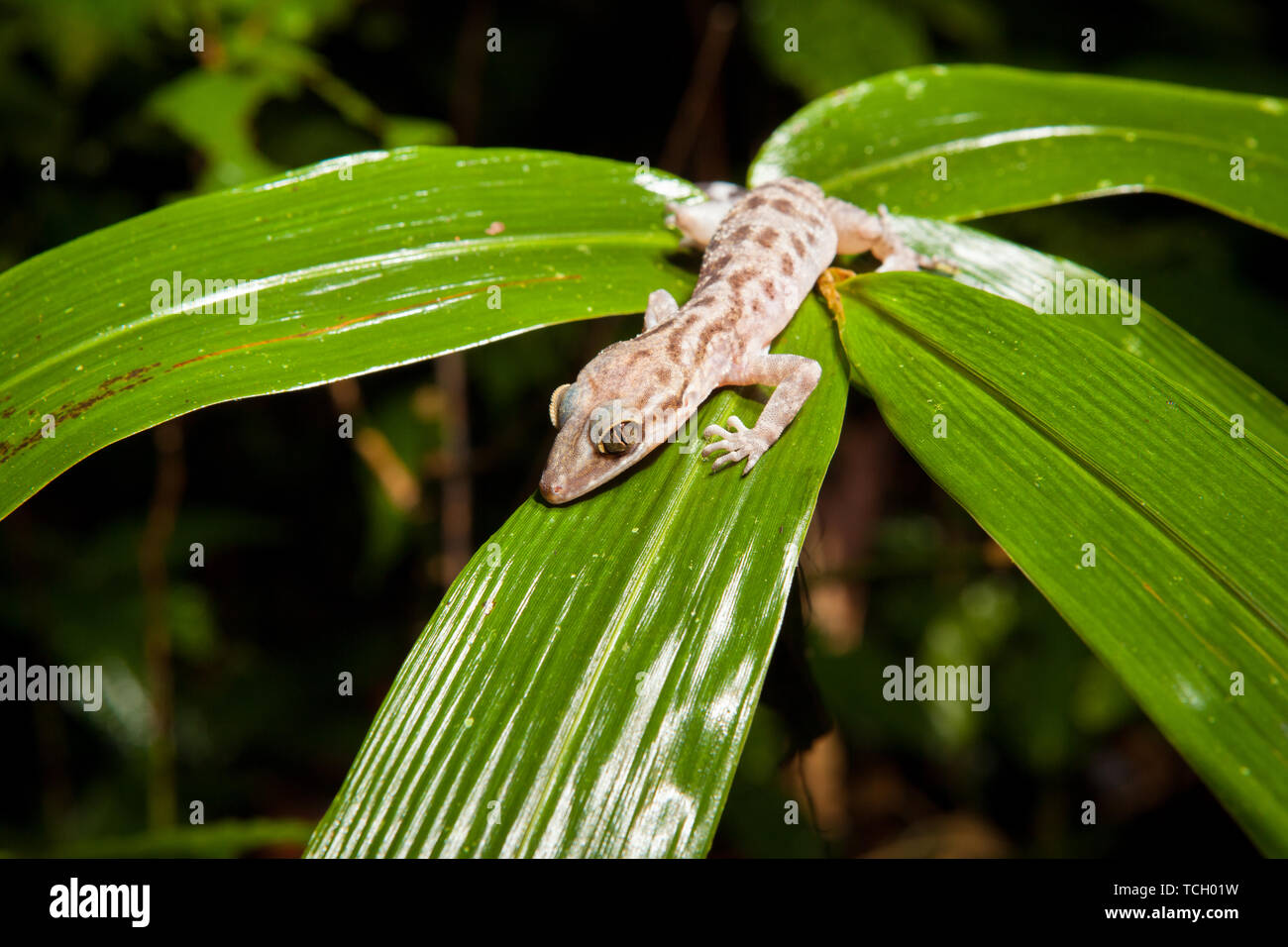 Gecko on a leaf at night in rainforest Stock Photo - Alamy
