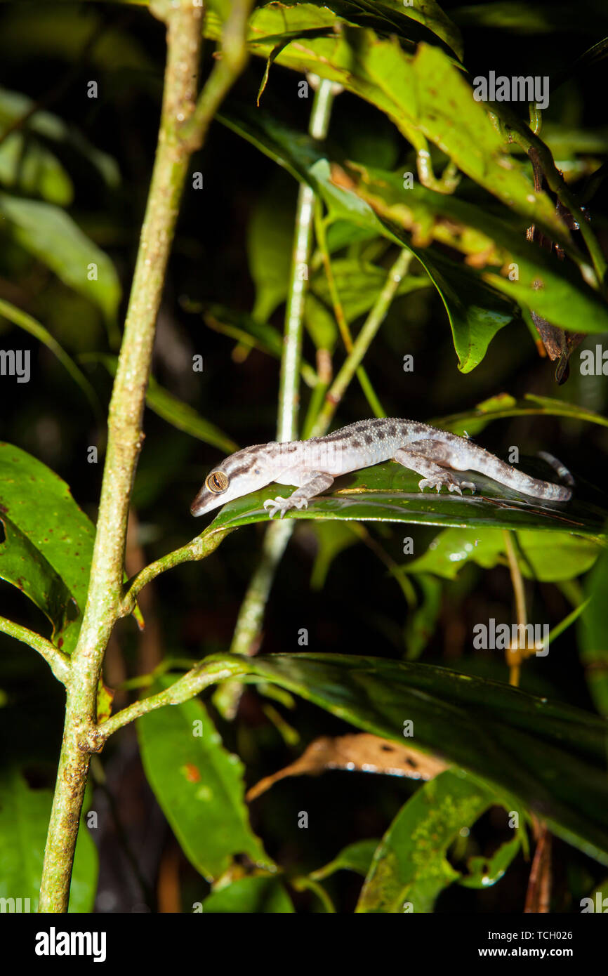 Gecko night hi-res stock photography and images - Alamy