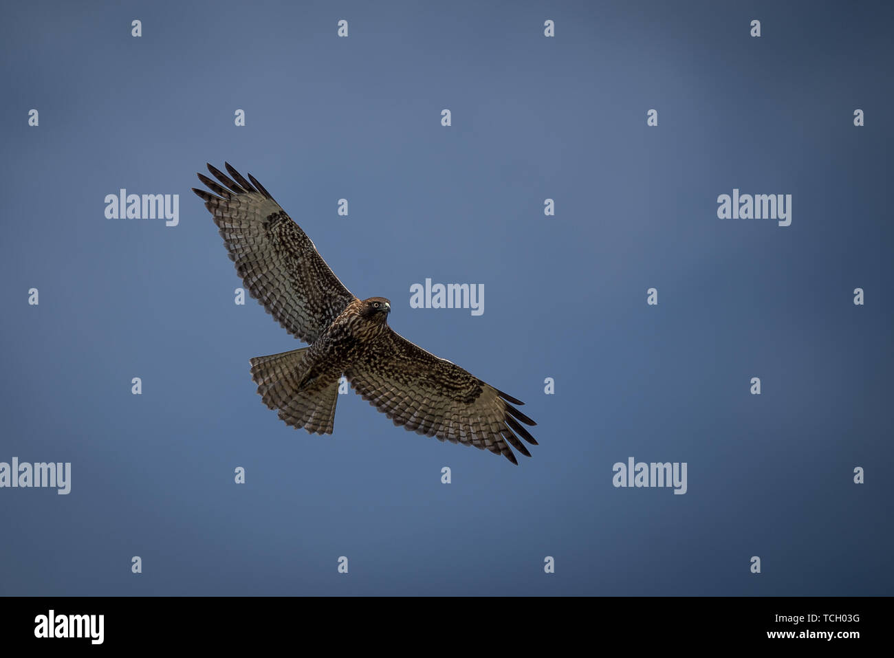 wild, hawk, flying, bird, blue, animal Stock Photo - Alamy