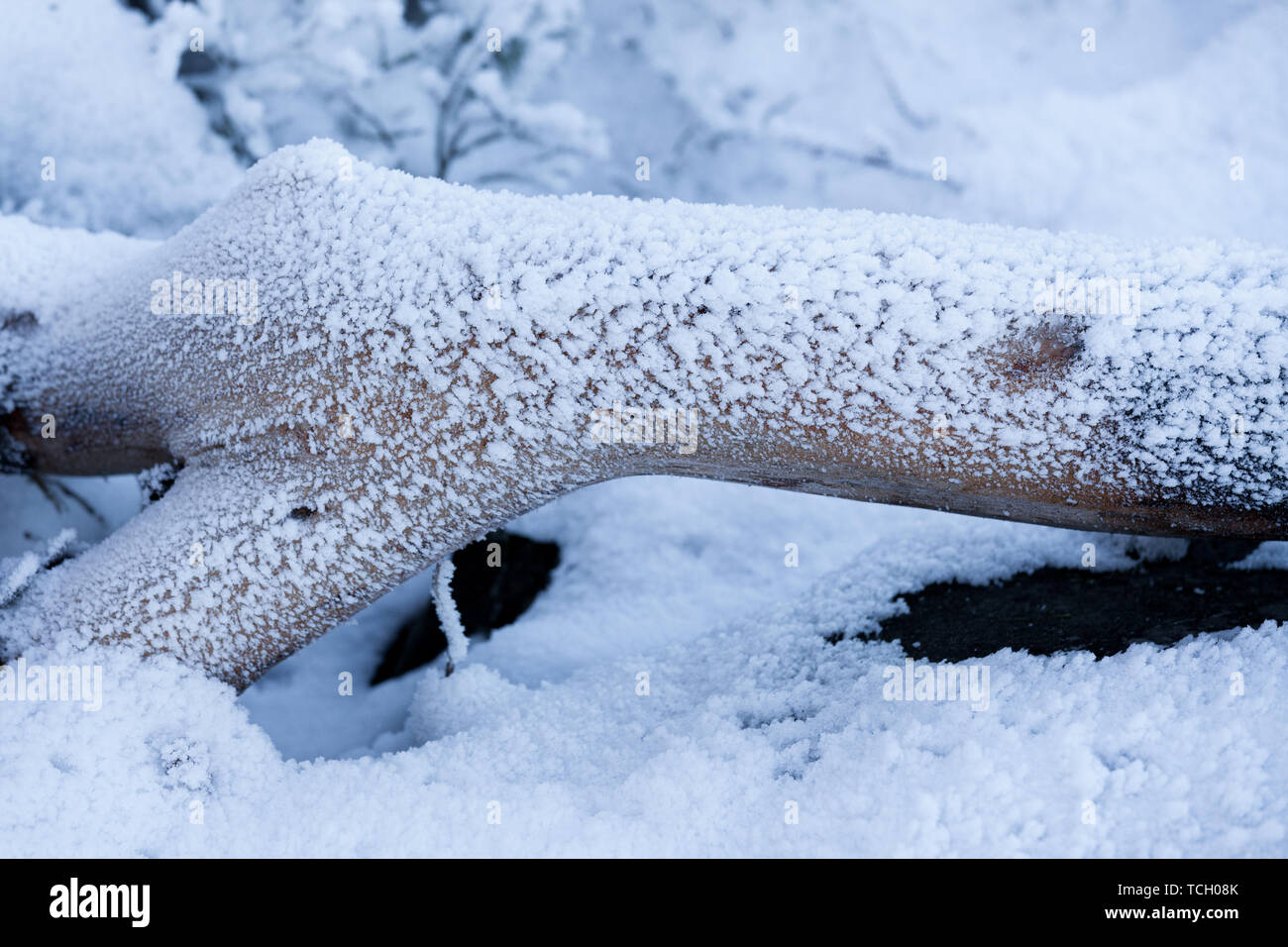 Frozen snow in tree branch Stock Photo - Alamy