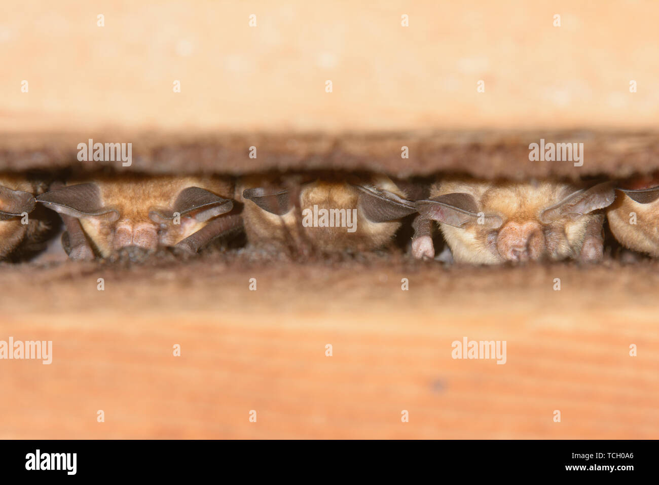 View through gap in wooden planks of sleeping wild bats Stock Photo - Alamy