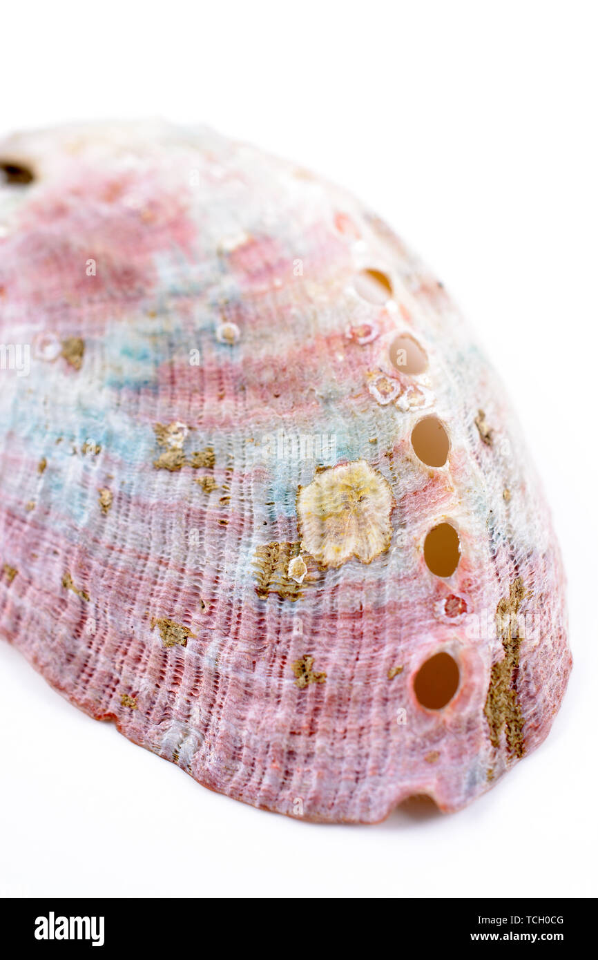 Closeup shot of seashell surface with colorful design and holes on ...