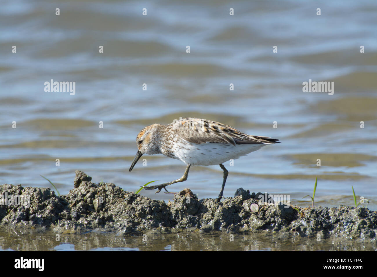 Side view of small sandpiper with long beak walking on dirt in pond ...