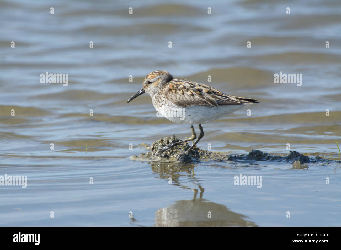 Side view of small sandpiper bird on mud in water of lake in sunlight ...