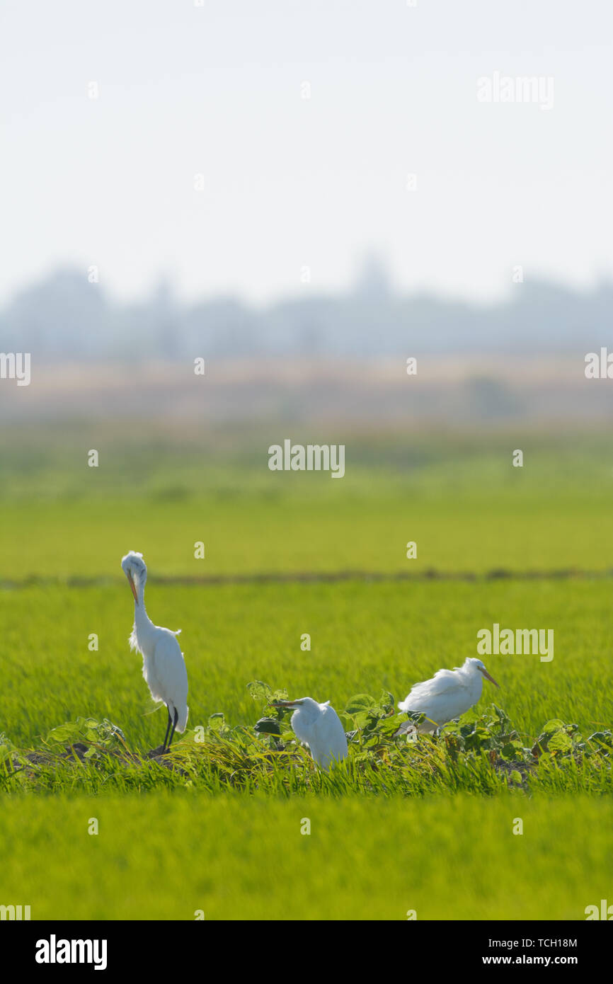 View of small flock of great white egrets in lush green vegetation of ...