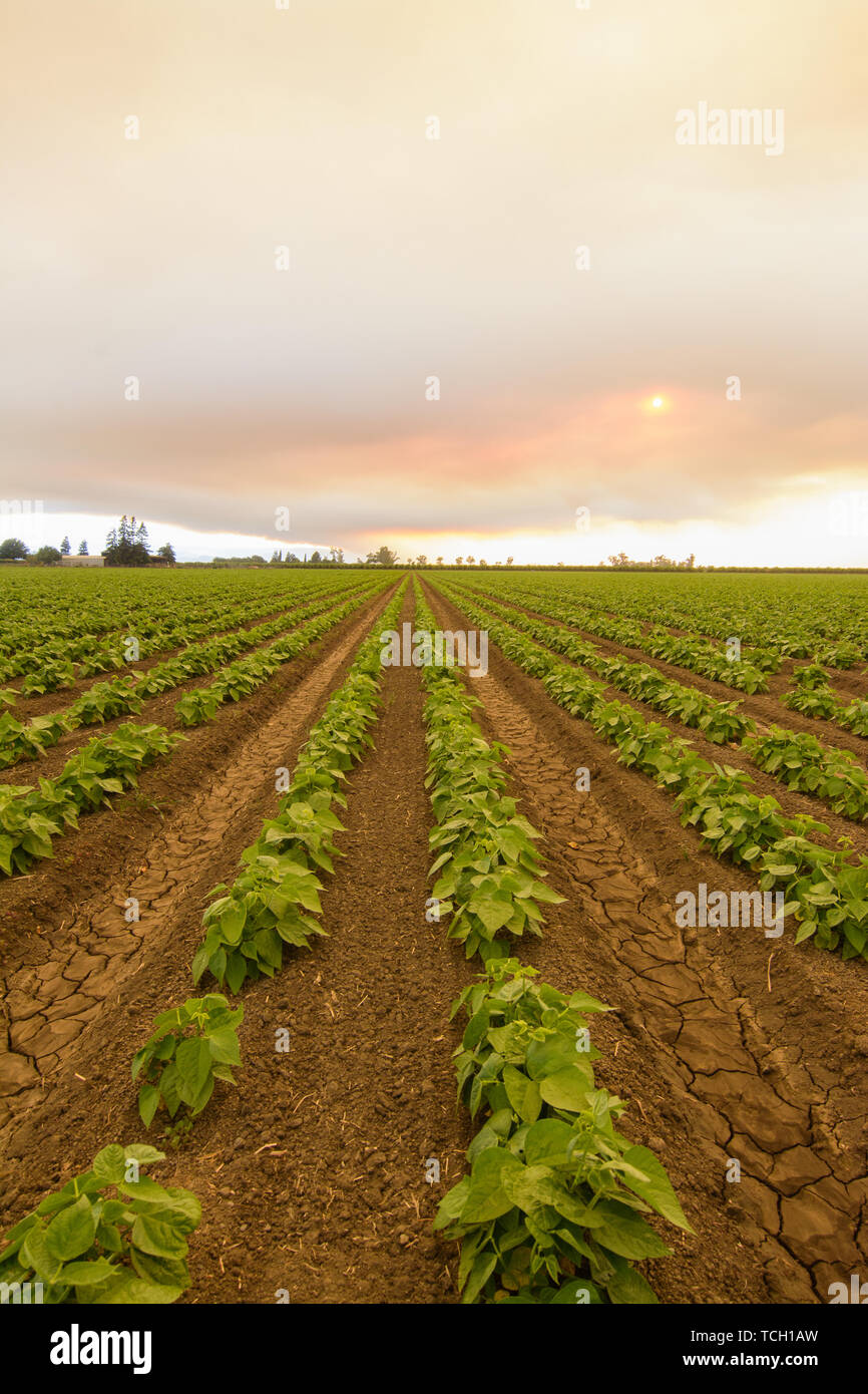 Perspective view of rows of green growing plants on soil of farming ...
