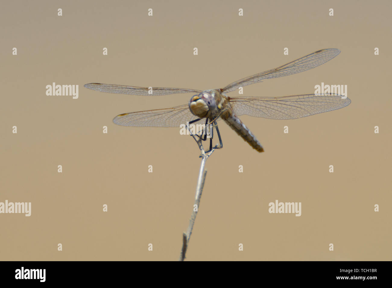Closeup shot of dragonfly with transparent wings sitting on twig Stock Photo - Alamy