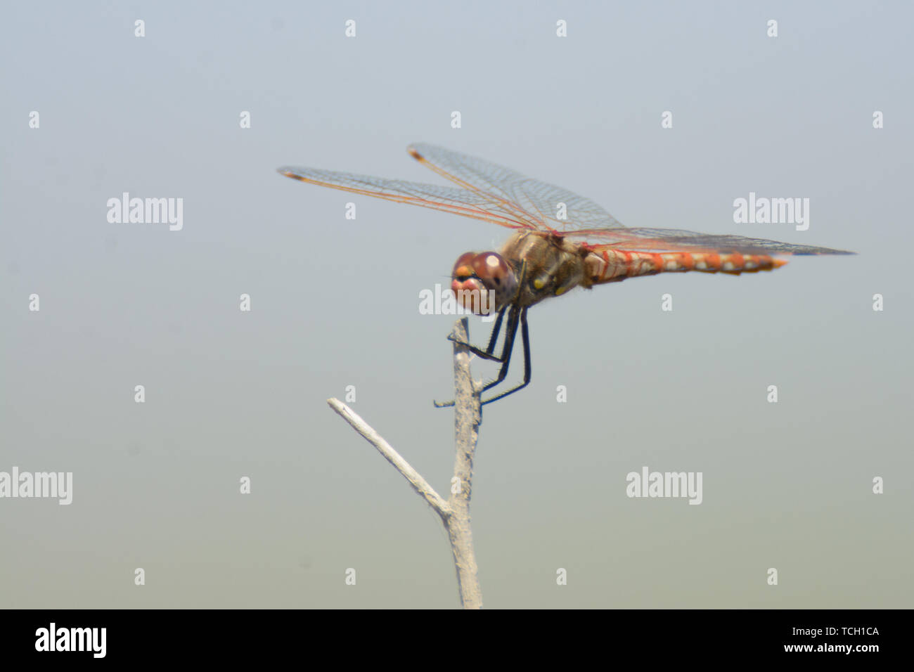 Dragonfly very small hi-res stock photography and images - Alamy